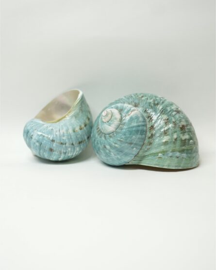 Green Turbo Shell – Spiral Green Shell of Strength & Balance | Natural ...