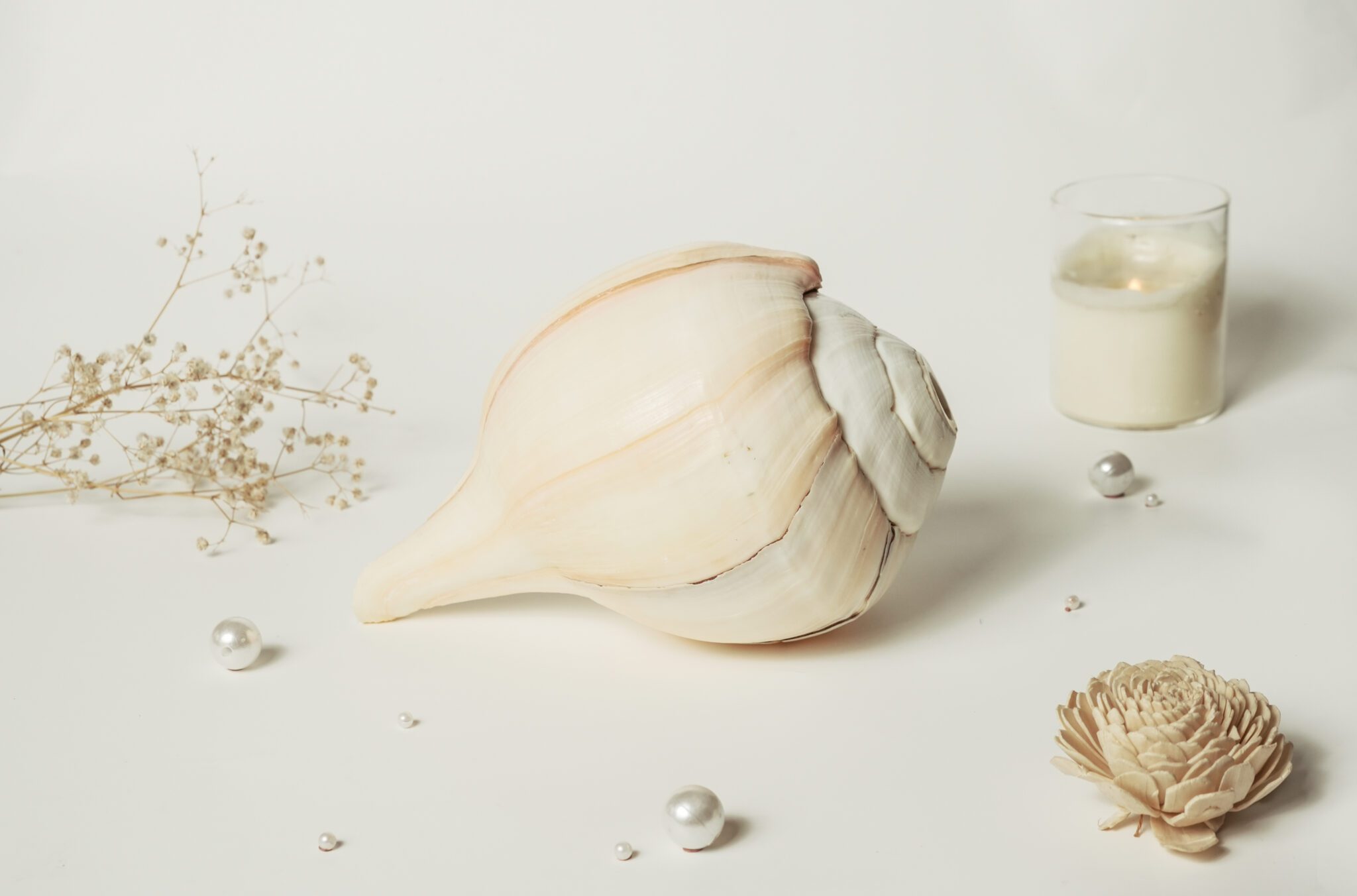 Buy Shankh Online | Natural Shankh - Authentic Original Shankh