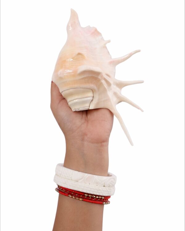 Panchmukhi Shankh - 5-Face Divine Conch for Purity & Protection
