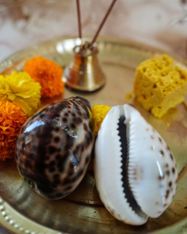 Mahadev Kaudi (Tiger Kaudi) – also known as Tiger Cowrie, is a natural ...